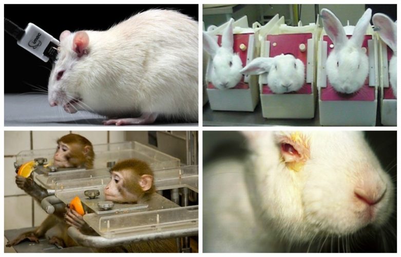 Wereldproefdierendag | Kies ook voor dierproefvrij